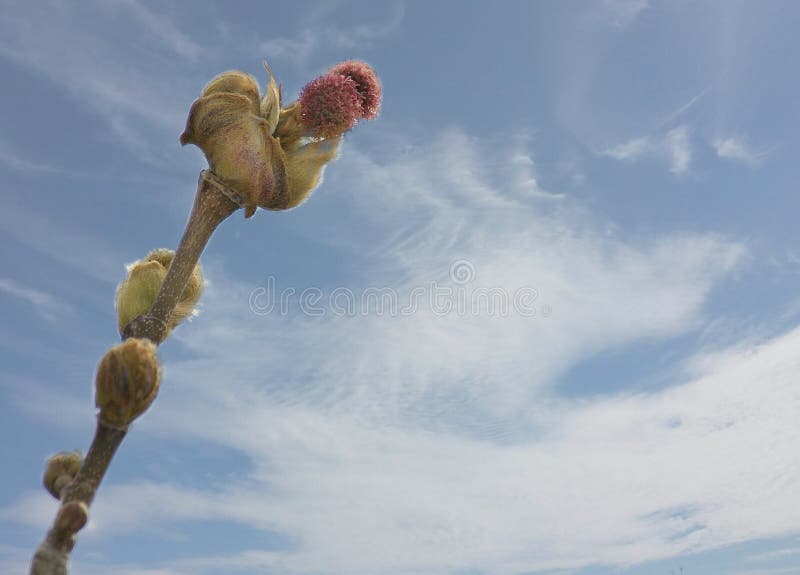 Pollen Cloud Stock Photos - Download 3,249 Royalty Free Photos