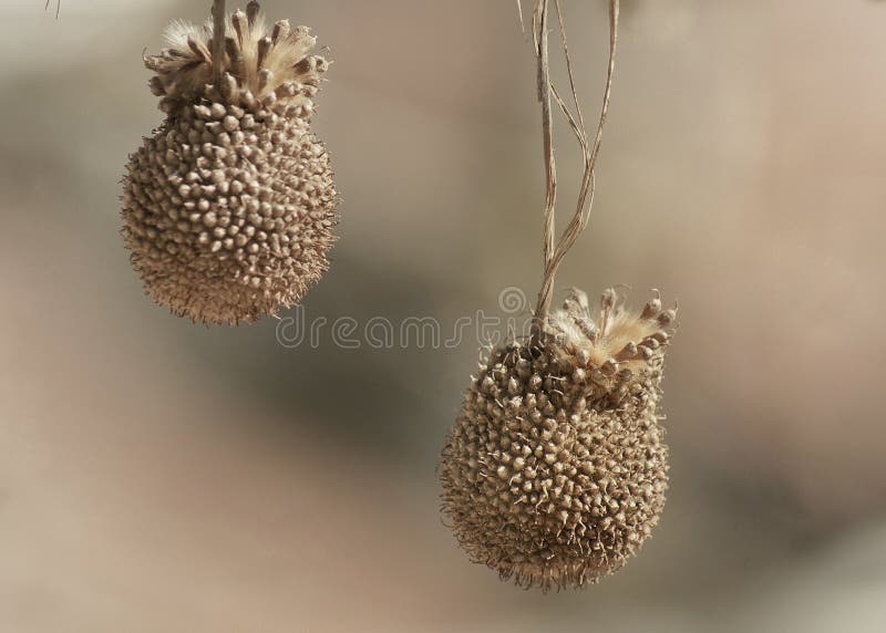 Pollen in the tree stock image. Image of tree, brown - 136371105