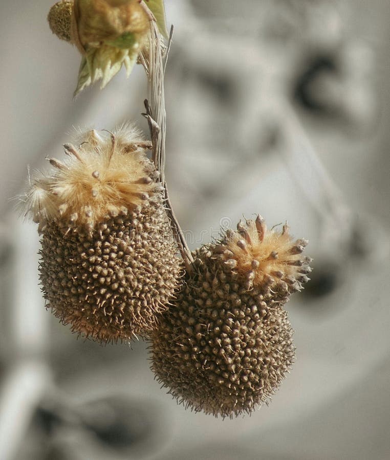 Pollen in the tree stock photo. Image of pollen, flora - 136529068