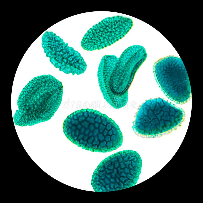 Pollen Grains Under the Light Microscope Stock Image - Image of nature ...