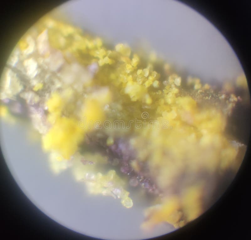 227 Microscope Pollen Under Stock Photos - Free & Royalty-Free Stock ...