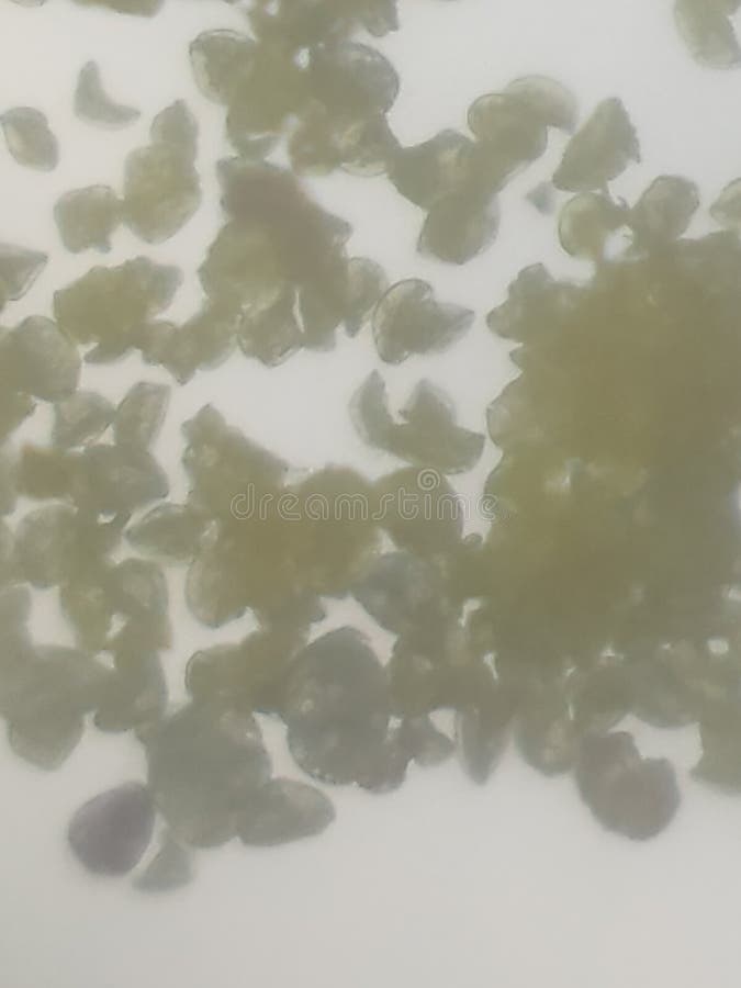 Pollen Under the Microscope Stock Photo - Image of science, microscope ...