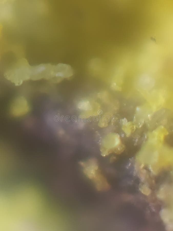 Pollen Under the Microscope Stock Photo - Image of microscopy, biology ...