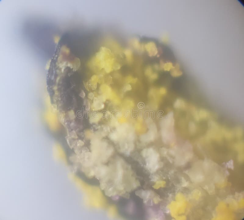 Pollen Under the Microscope Stock Image - Image of botanical ...