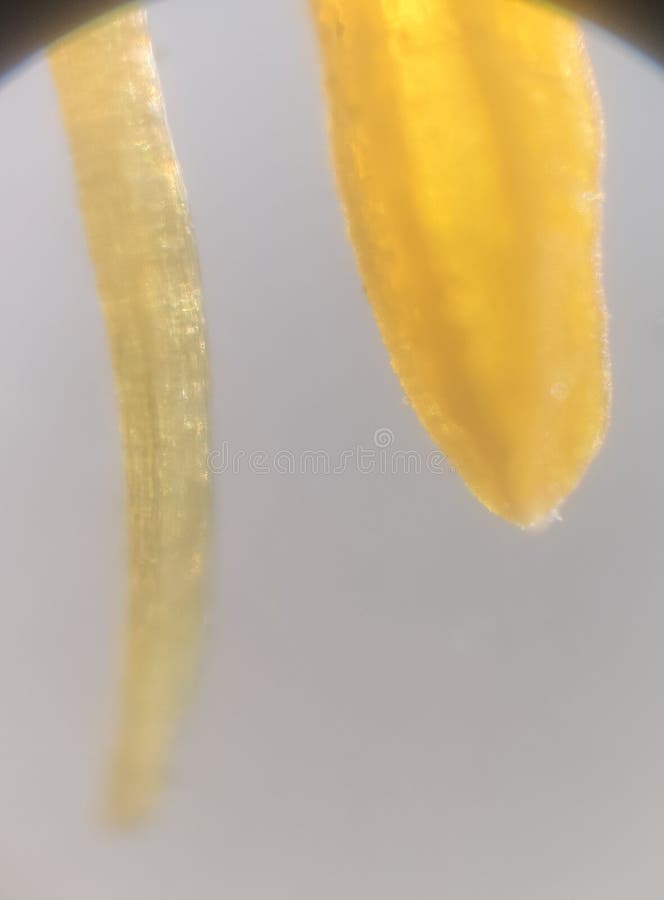Pollen Under the Microscope Stock Photo - Image of garden, optical ...