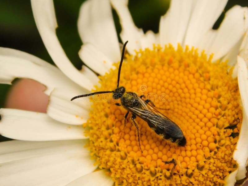 Pollen Wasp Eating Pollen from a White Daisy. Stock Image - Image of ...
