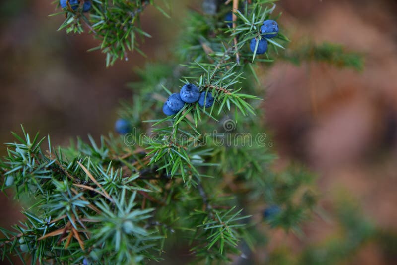 Juniper Pollen Stock Photos - Download 55 Royalty Free Photos
