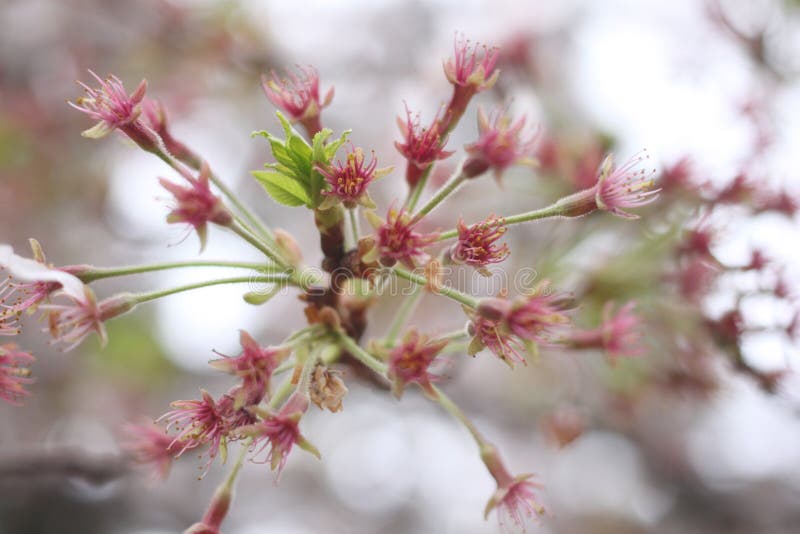 Pollen of White Sakura Flower or Cherry Blossoms. Stock Photo - Image ...