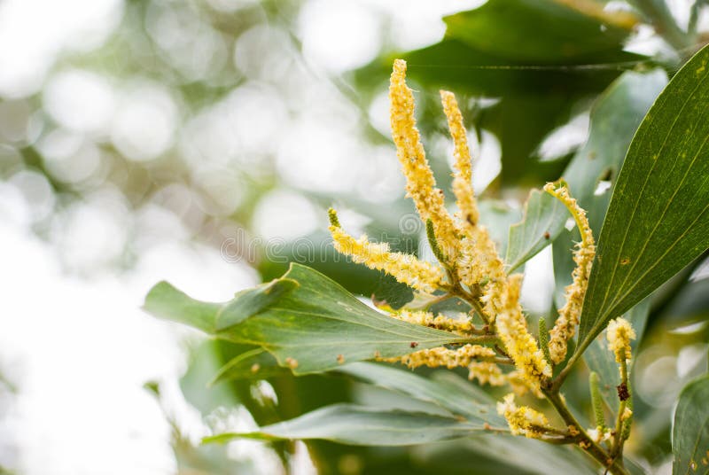 Pollen yellow stock photo. Image of blossom, botany, pollen - 33229538