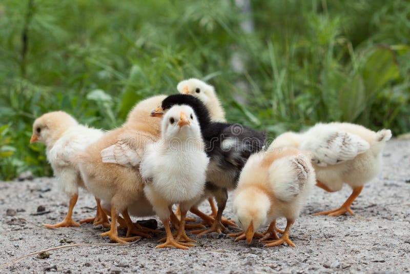 Polli fotografia stock. Immagine di sviluppisi, testa - 77321432