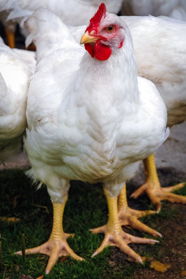 Polli bianchi immagine stock. Immagine di paese, pollastra - 17838329