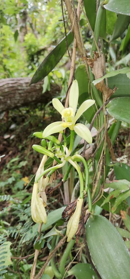 Pollinated Vanilla Flowers Stock Photos - Free & Royalty-Free Stock ...