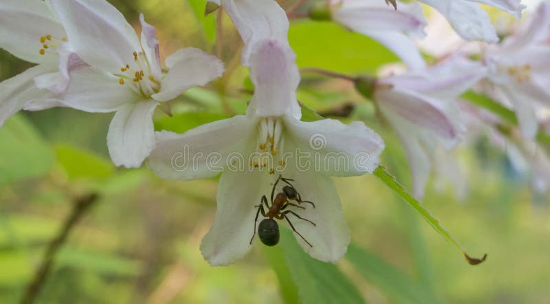 Pollinating ant stock image. Image of climbing, white - 43745885