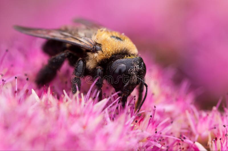 Pollinating Bee stock photo. Image of seedum, pink, pollen - 26671020