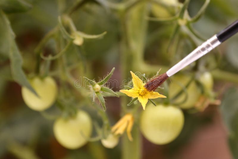 394 Tomato Pollen Stock Photos - Free & Royalty-Free Stock Photos from ...