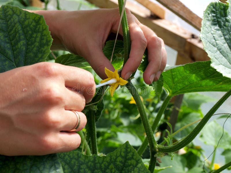 Pollinating cucumbers 3 stock image. Image of close - 157010733