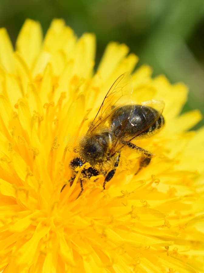 Pollinating Insect Covered in Pollen Stock Photo - Image of covered ...