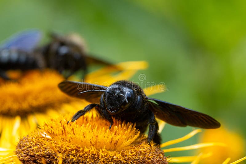 Pollinating Insects Frignano Regional Park Stock Photo - Image of ...
