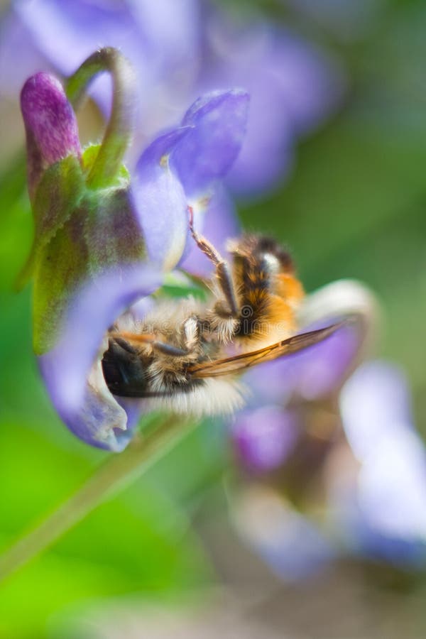 Pollination stock photo. Image of april, macro, pollination - 28455170
