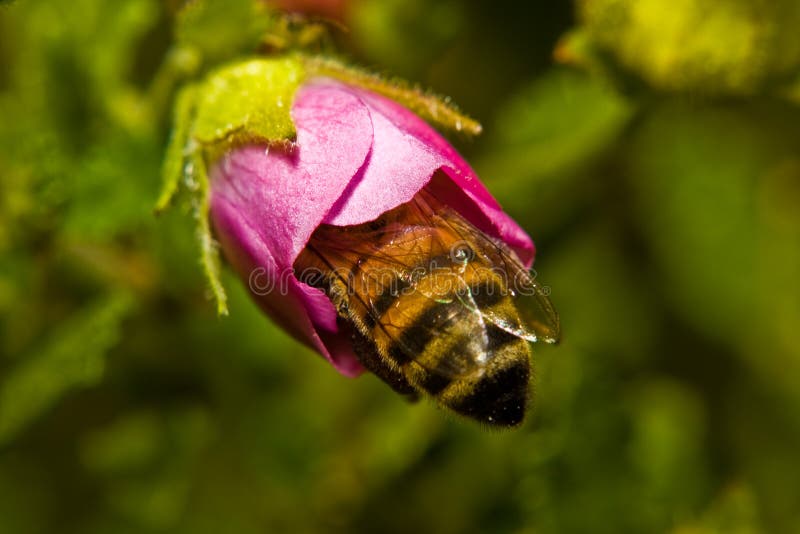 Pollination stock image. Image of wildlife, pink, flower - 80287717