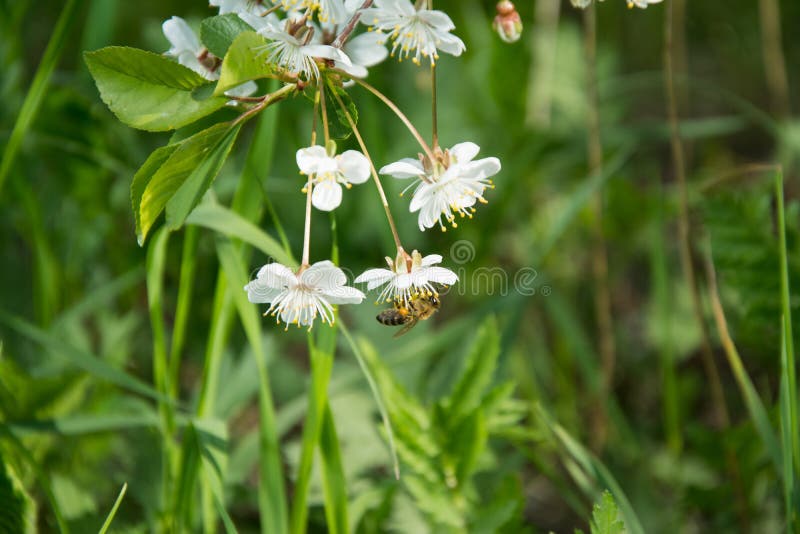 Pollination stock photo. Image of beautiful, cherry, bloom - 71214894