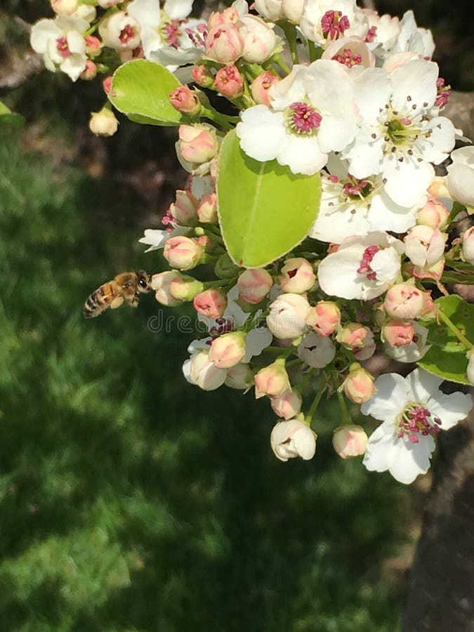 Pollination stock image. Image of pollination, tree, pear - 69727493