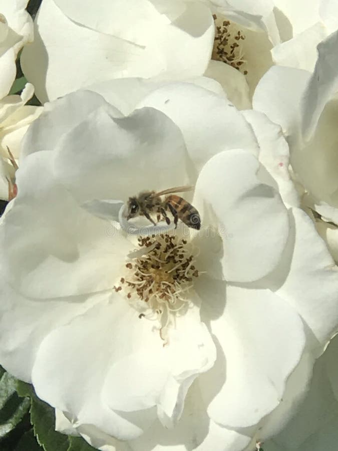 Pollination stock image. Image of rose, flower, pollinating - 96162849