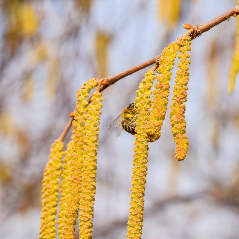 Pollination by Bees Earrings Hazelnut. Flowering Hazel Hazelnut Stock ...