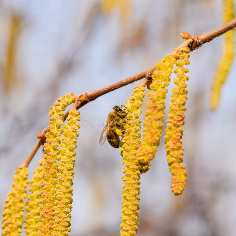 Pollination by Bees Earrings Hazelnut. Flowering Hazel Hazelnut Stock ...