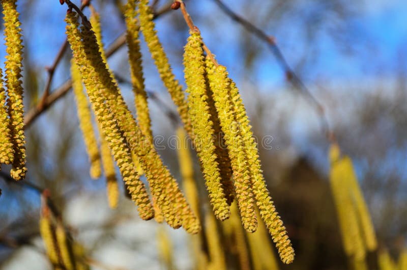 Pollination by Bees Earrings Hazelnut. Flowering Hazel Hazelnut Stock ...