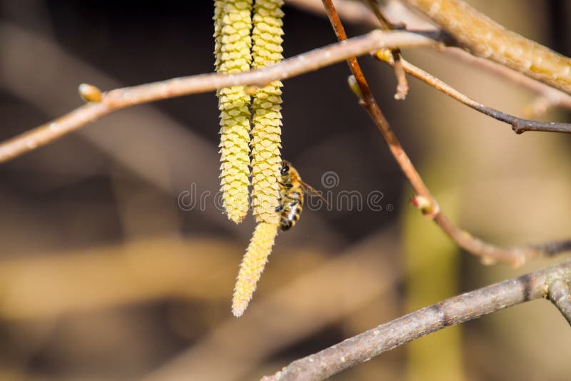 Pollination by Bees Earrings Hazelnut. Flowering Hazel Hazelnut Stock ...