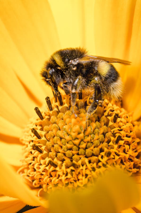 Pollination by a Bumblebee of a Flower Stock Image - Image of fluffy ...