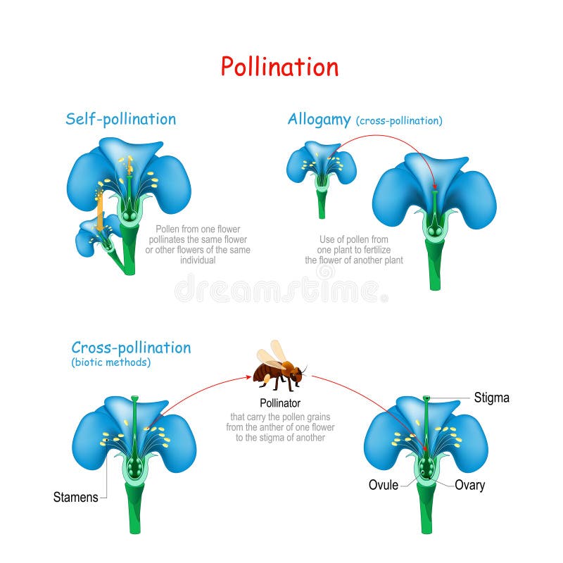 Pollination of the Flower by Bee Stock Vector - Illustration of nectar ...