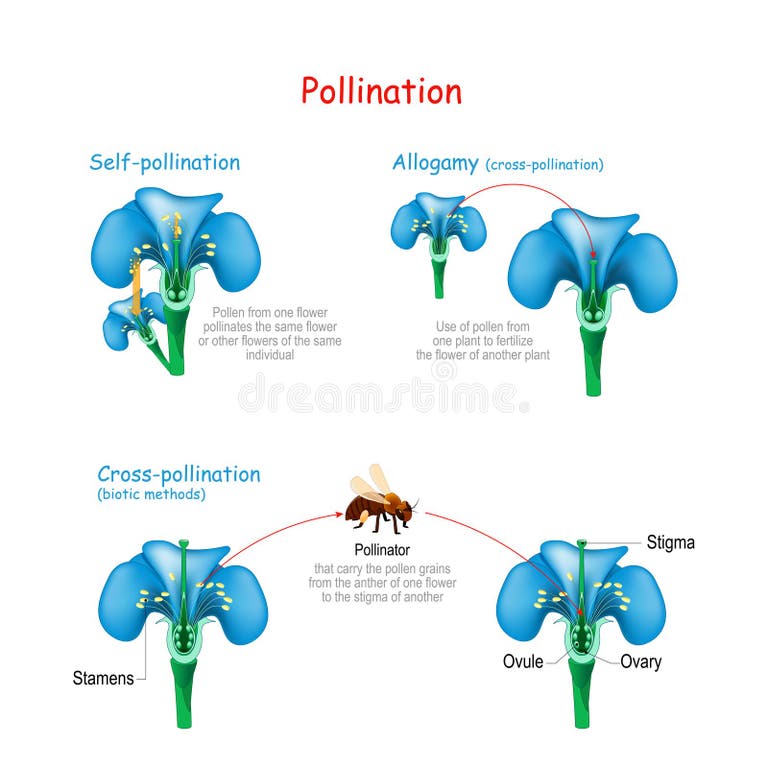 Pollination Stock Illustrations – 70,511 Pollination Stock ...