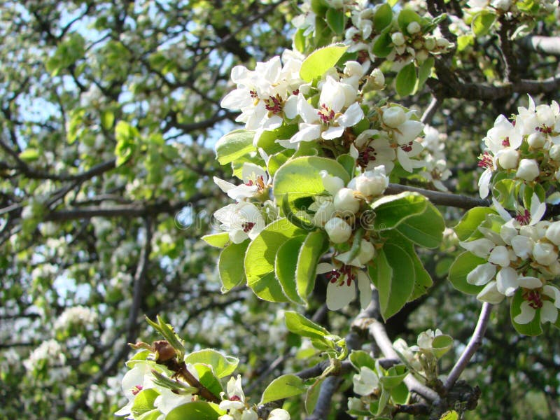 Pollination of Flowers by Bees Pears. White Pear Flowers is a Source of ...