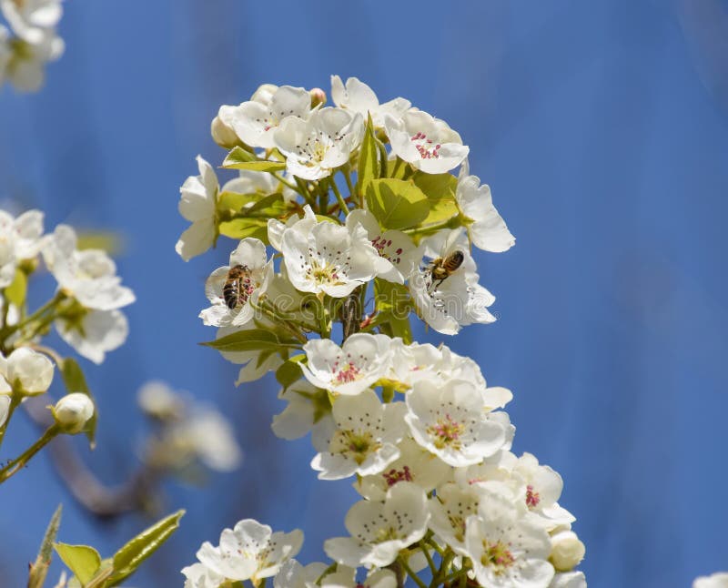 Pollination of Flowers by Bees Pears. Stock Image - Image of natural ...