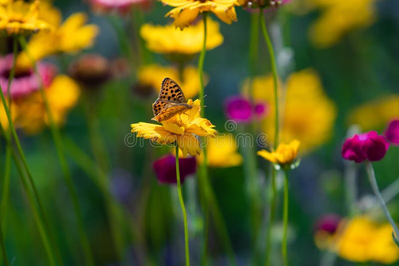 The Pollination of Flowers by Insects Stock Image - Image of nectar ...