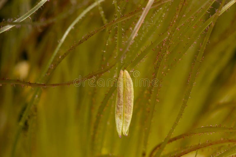 Corn Pollen and Silk on Ear of Corn. Stock Image - Image of farm ...