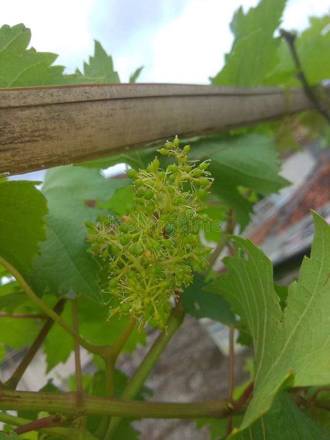 Pollination of grapes stock image. Image of vegetation - 323940745