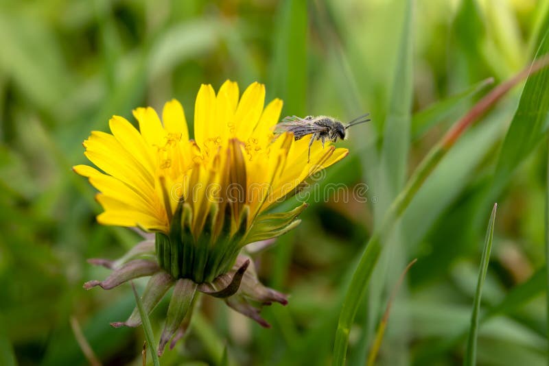 Pollination - Insect on the Flowering Dandelion Stock Image - Image of ...