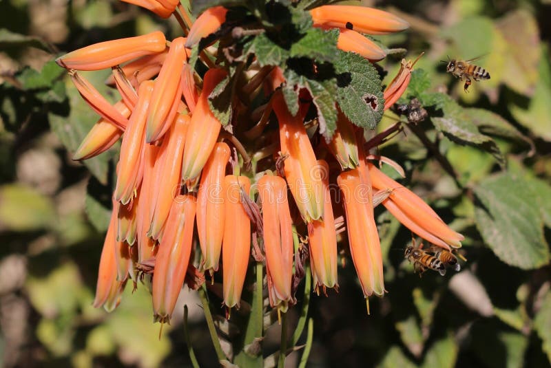 Pollination in nature stock image. Image of bees, petal - 375415051
