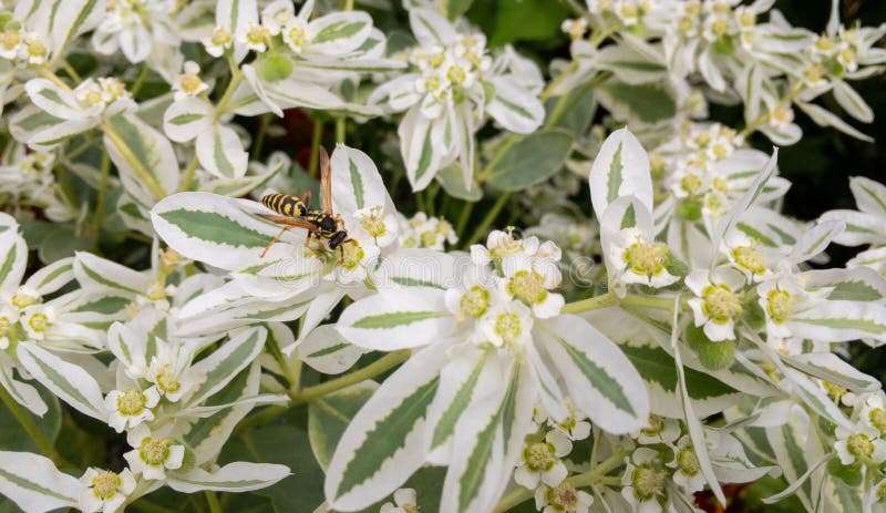 Pollination Process of a Bee on a White Flower Stock Photo - Image of ...