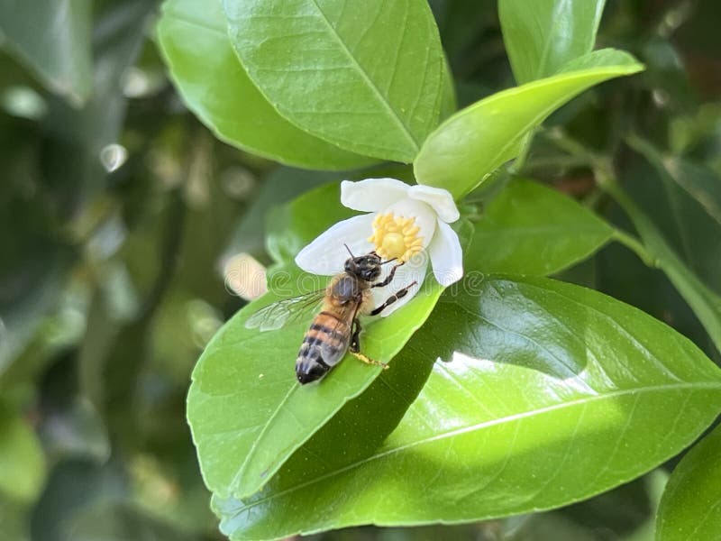 Pollination Process of a Citrus Fruit by a Bee Stock Image - Image of shrub, tree: 341834267