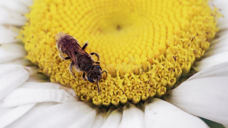 Pollination Process: Detailed Image of a Bee on a Flower, Capturing the ...