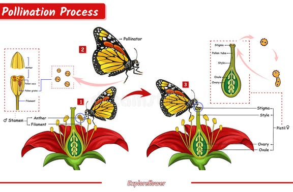 Diagram Showing Pollination Flower Bee Stock Illustrations – 1 Diagram ... Diagram Showing Pollination Flower Bee Stock Illustrations – 1 Diagram ...