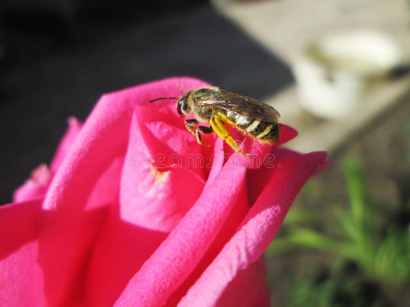 Pollination of rose stock photo. Image of beneficial - 94018762