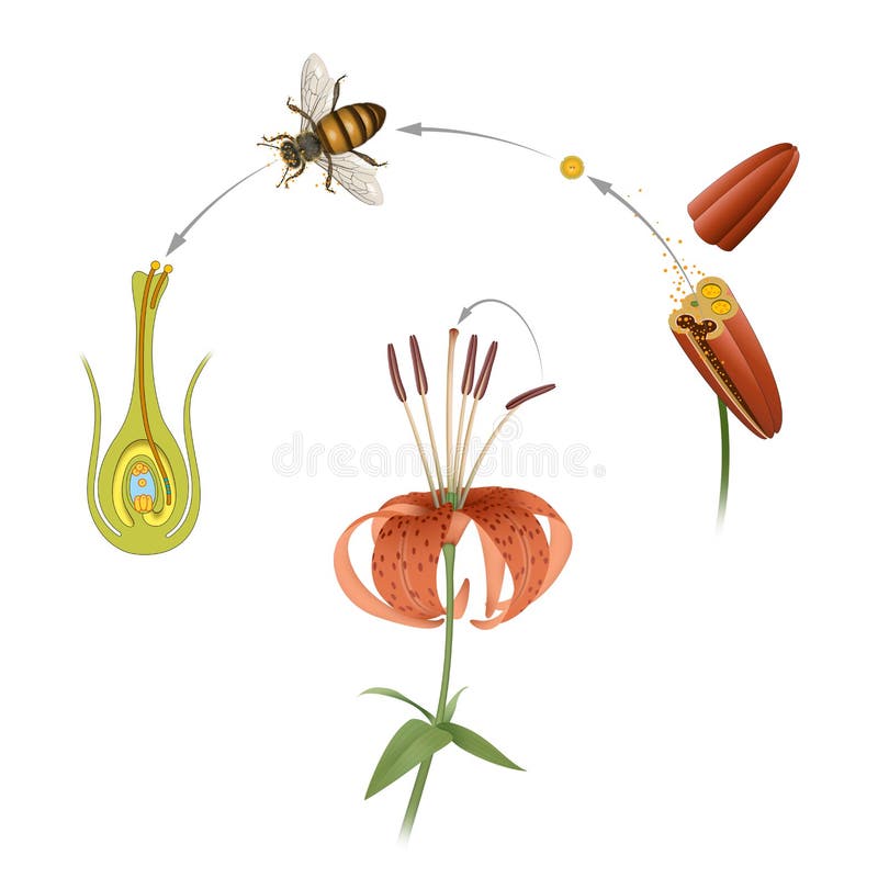 Steps To Cross Pollination