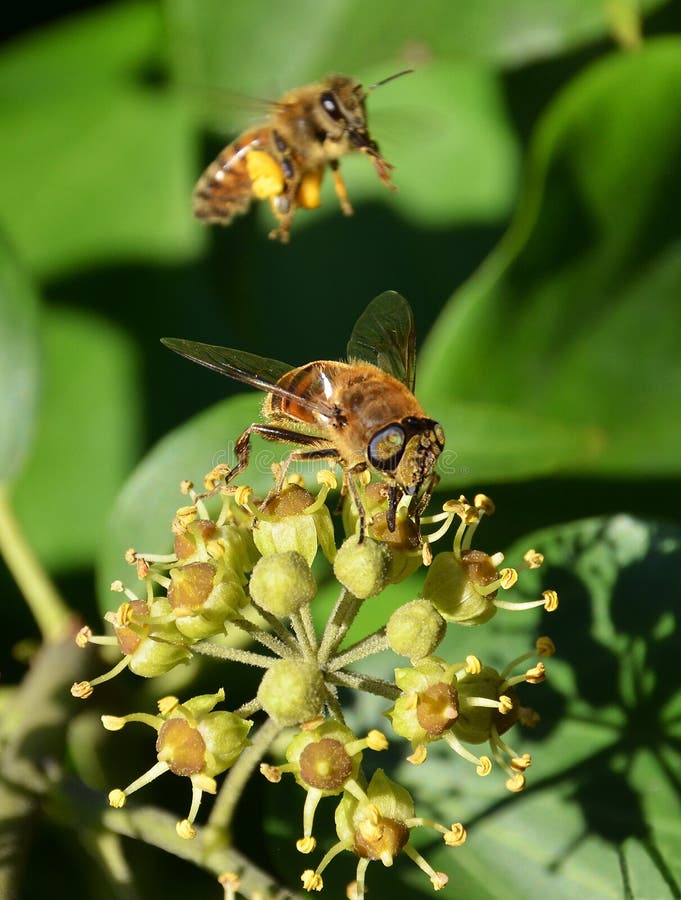 Pollination in springtime stock photo. Image of arthropods - 62686774