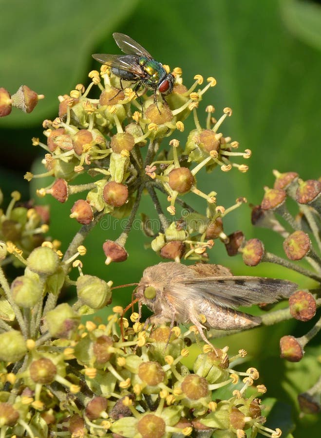 Pollination in springtime stock photo. Image of detail - 62686756