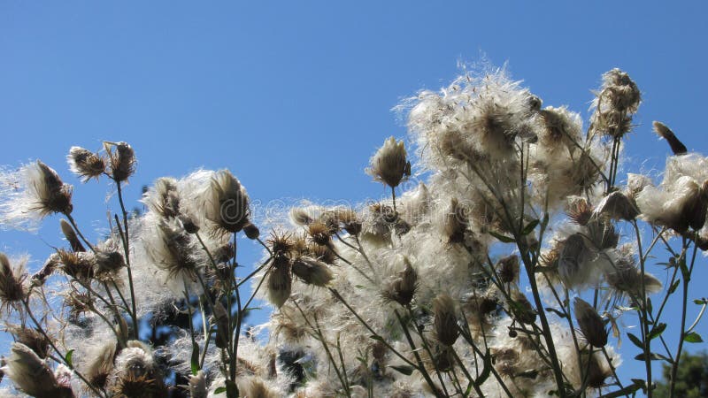 Pollination by wind stock photo. Image of colors, natural - 76304498
